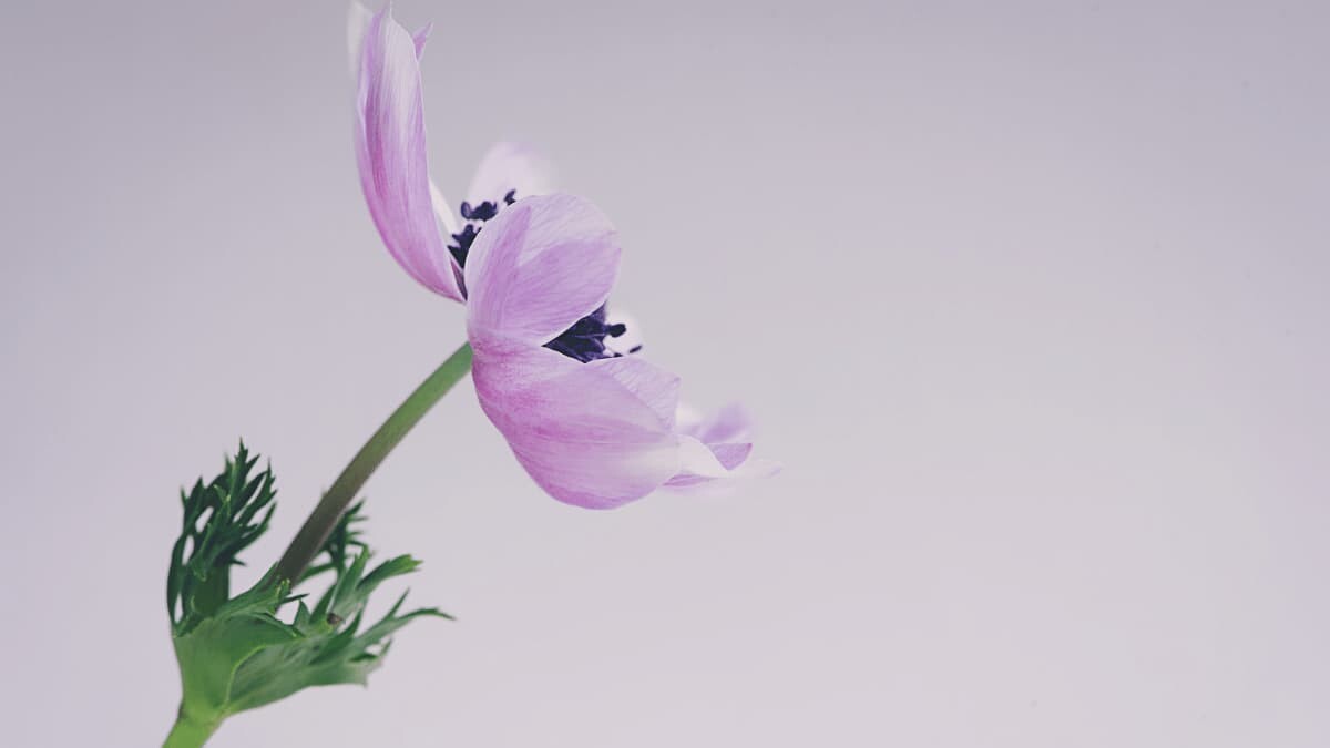 Tải 90+ hình nền Powerpoint hoa độc đáo miễn phí